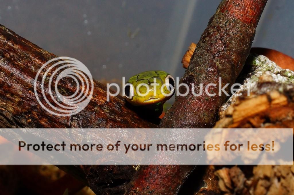 New Boiga Cyanea | Reptile Forums