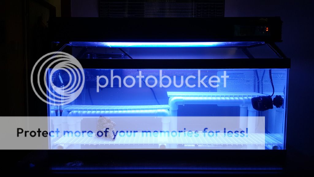 Made up a small frag tank | REEF2REEF Saltwater and Reef Aquarium Forum